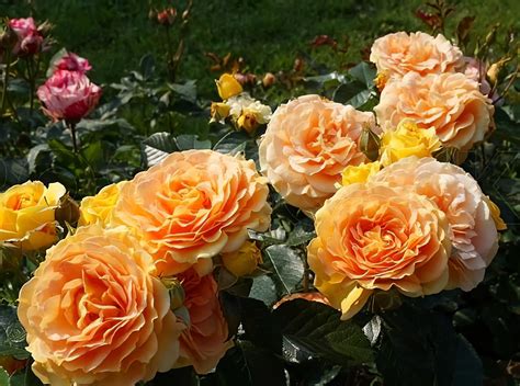Роза голдэльзе - фото и картинки: 61 штук