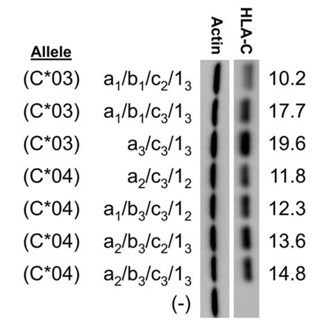 Western Blotting Of Constructs For Hla C03 And Hla C04 Indicate