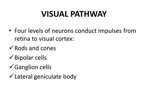 Solution Visual Pathway Lecture Amended Studypool