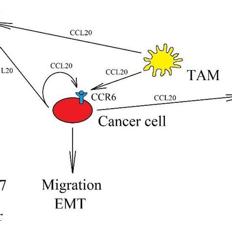 Pdf Cc Chemokines In A Tumor A Review Of Pro Cancer And Anti Cancer