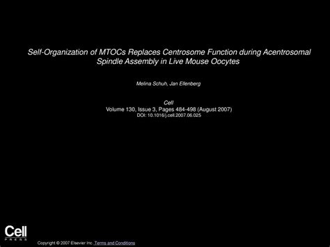 Self Organization Of Mtocs Replaces Centrosome Function During