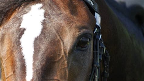 Jra Van公式 On Twitter 今日1月3日は ひとみの日 です。さてここでクイズです。写真の瞳はどの馬のものでしょうか？