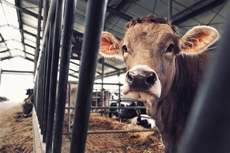 Why More Lameness In Dairy Cows Than Beef Cows Part 2 Hoof Trimming