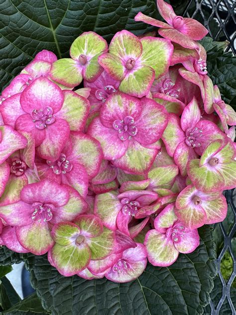 Hydrangea Macrophylla My Beautiful™ Tequila Sunrise Ppaf — Thinkplants