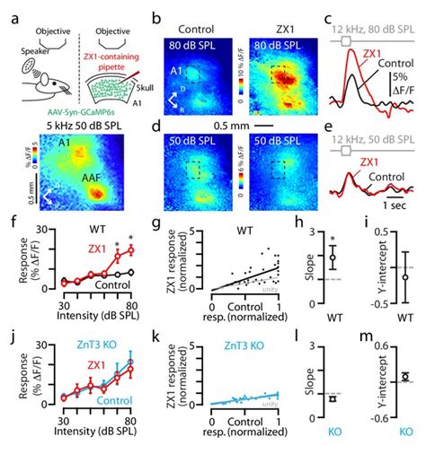 Figures And Data In Cell Specific Gain Modulation By Synaptically