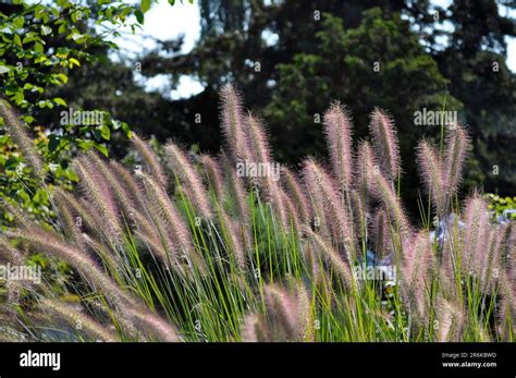 Pipe Grass Lamplicker Grass Pennisetum Alopecuroides Feather