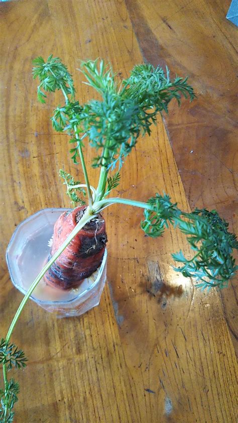 今日ニンジンを植え替えた 南会津の森から