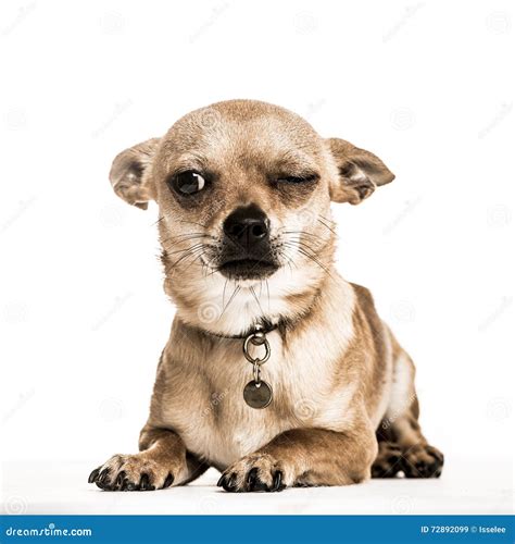 Chihuahua Lying Down With One Eye Closed Isolated Stock Image Image