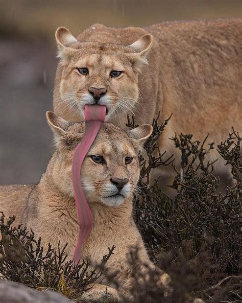 Psbattle This Puma Couple Rphotoshopbattles