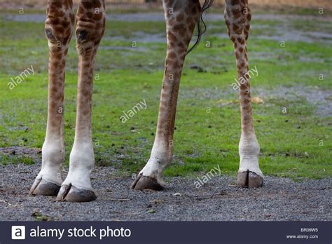 Giraffe Feet