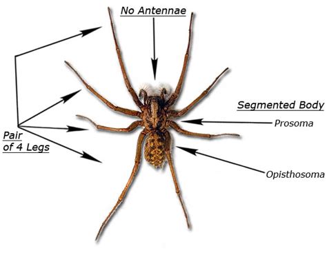 Arachnids Examples