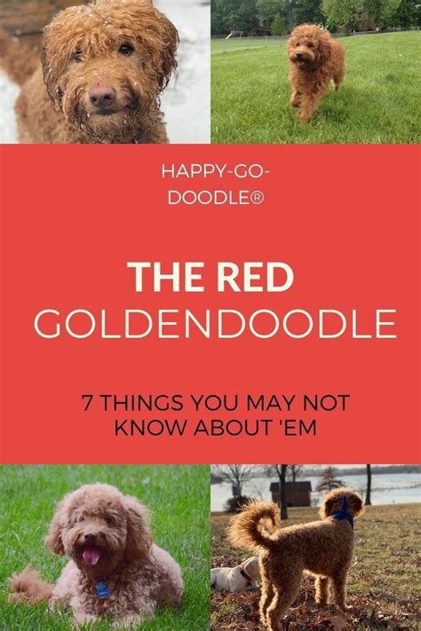 F1 Vs F1b Goldendoodle Everything You Need To Know Artofit