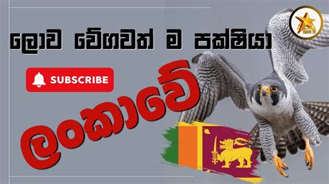 ලොව වේගවත් ම කුරුල්ලා ලංකාවේ Peregrine Youtube