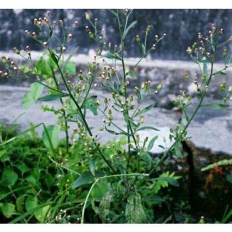Jual Pohon Sawi Langit Hidup Termurahtanaman Herbal Shopee Indonesia