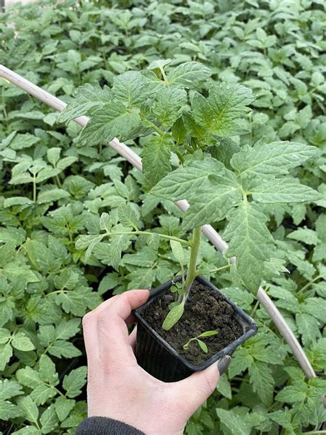 Разсад на Домати гр Кърджали Център • Olx Bg