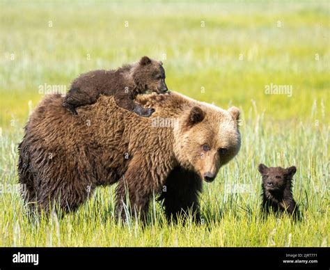 The Cubs Take Turns Riding On Mums Backlake Clark National Park