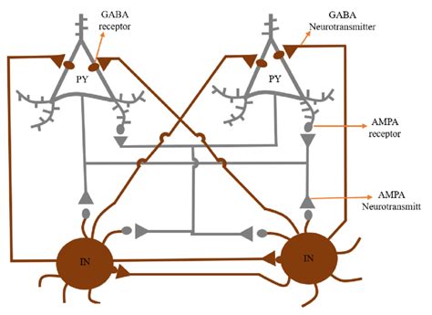 How The Excitatory And Inhibitory Neurons Interact In The Spiking
