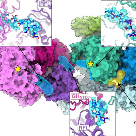 The Ctd Forms Glucan Binding Landscape For Glucan Processing Download Scientific Diagram