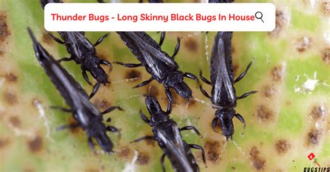10 Long Skinny Black Bugs In House Effective Guide Bugstips