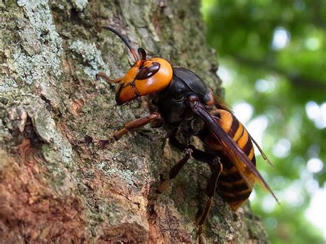 ぐんま昆虫の森 カブトクワガタオオムラサキ グッドぐんま 2