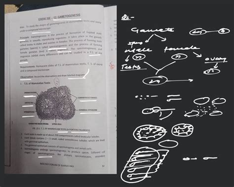 Exercise 13 Gametogenesis Aim To Study The Stages Of Gametogenesis In