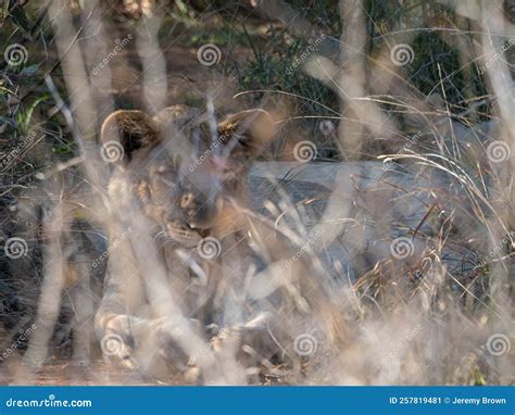 Young Lions Panthera Leo Madikwe Game Reserve South Africa Stock