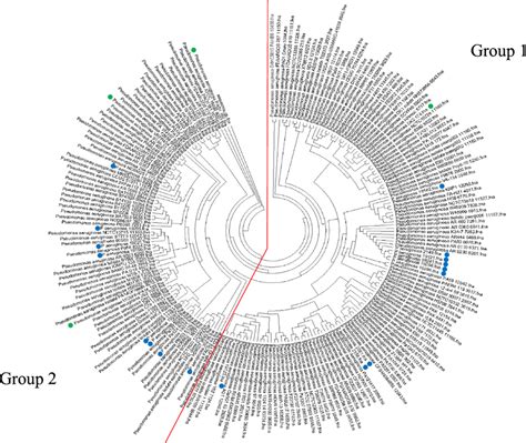 Phylogenetic Analysis Of Pseudomonas Aeruginosa Isolates Strains Used Download Scientific