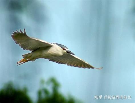 自由飞翔的鸟 知乎