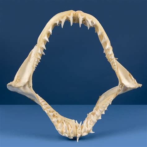Shark Jaw Mako Shark Jaw Isurus Oxyrinchus 28 30 Cm Latiaxis
