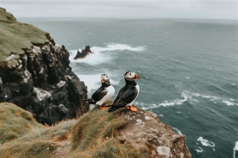 Premium Photo Puffins On The Cliffs Of Skomer Island Faroe Islands