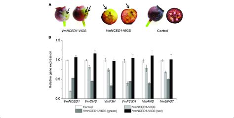 Effect Of Vmnced1 Silencing On Anthocyanin Biosynthesis In Ripening