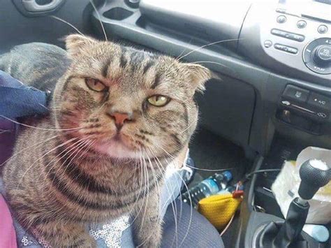 这只猫整天一副凶神恶煞的表情谁欠你钱了