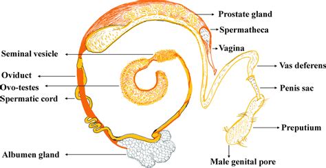Representing The Reproductive System Of A Snail Male In Yellow And Download Scientific Diagram