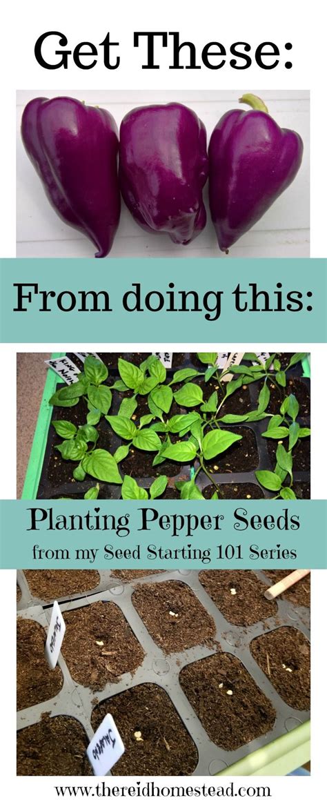 Planting Pepper Seed Indoors Pepper Plants Food Garden Easy Garden