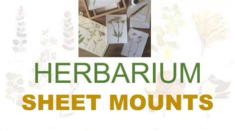 Herbarium Sheet Mountspptx