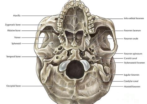 Mastoid Foramen Greeting Cards Fine Art America
