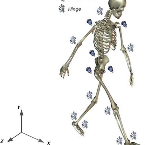The Three Dimensional Whole Body Skeletal Model With 13 Segments And 12 Download Scientific