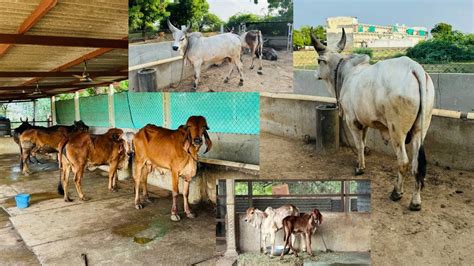 ગોરલ કેમ આપવાની ભાઈઓ Kankrej Cow Banaskantha ⁠ ⁠banaskikankrej Youtube