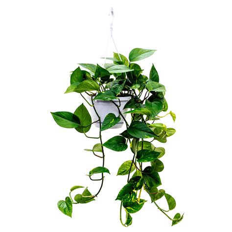 Epipremnum Aureum Golden Pothos Purify Your Air Hortology