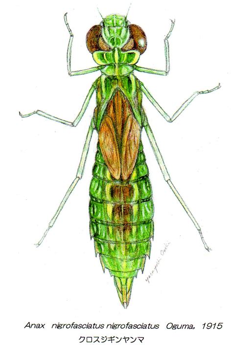 ヤゴから見えるトンボの不思議 絵で見る同属種ヤゴの見分け方 2 ギンヤンマ属クロスジギンヤンマ