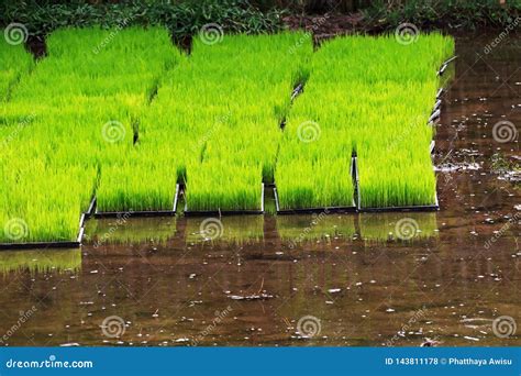 Rice Sapling Rice Plant At The Paddy Field Floating Rice Farm At
