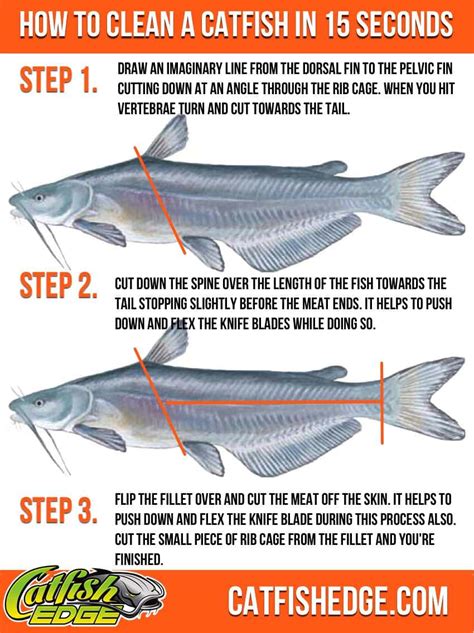 How To Clean A Catfish In 15 Seconds Step By Step