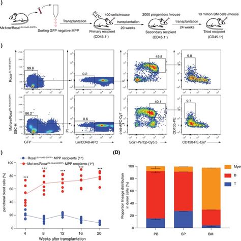 Characterization Of Cd11b⁺cd48⁺sk Cells At Single‐cell Resolution A Download Scientific