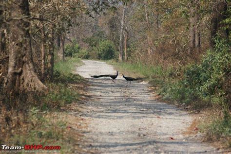 Manas National Park And Tiger Reserve Assam Team Bhp
