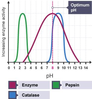 Enzyme Graph Ph