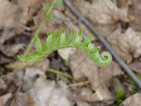 Some Curly Fern Or Other The Mossy Skull