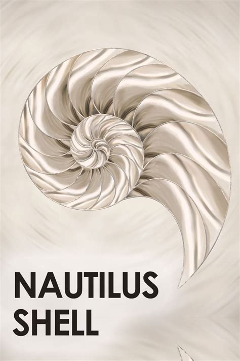Nautilus Shell Drawing In 2024 Shell Drawing Geometric Symbols