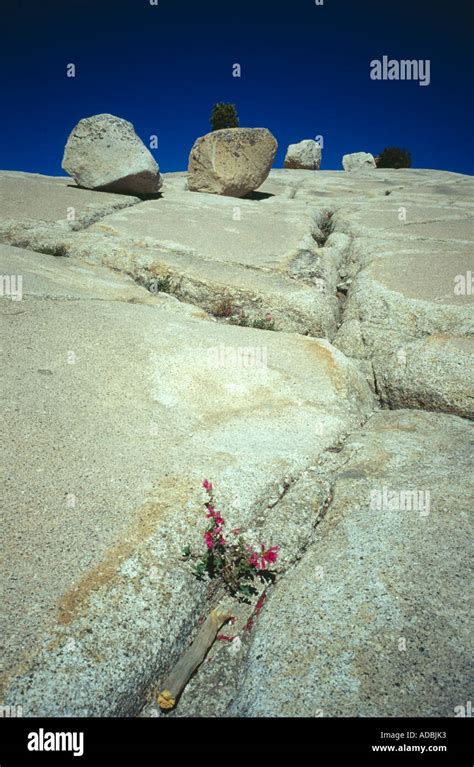 Glacial Erratics At Olmsted Point Yosemite National Park California USA