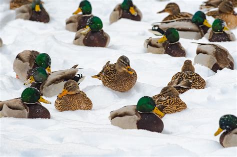 Furuno Gt 88 Impressions La2yua