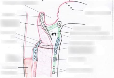 Coupe Sagittale Larynx Diagram Quizlet